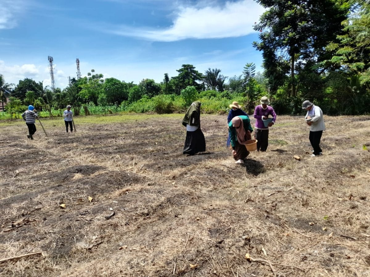 Sorgum, Pakan Alternatif Sapi Ternak | Berita | bakaba.co